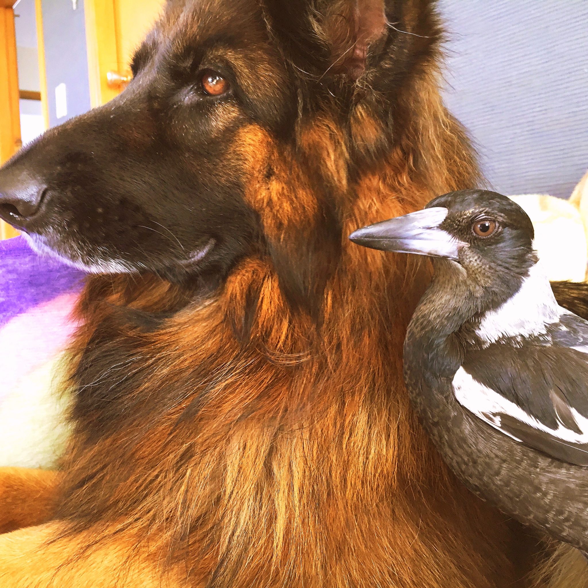 5 of the Best Animal Instagram Accounts that Will Brighten Your Day