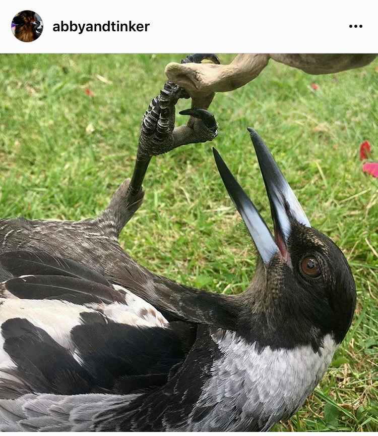 5 of the Best Animal Instagram Accounts that Will Brighten Your Day