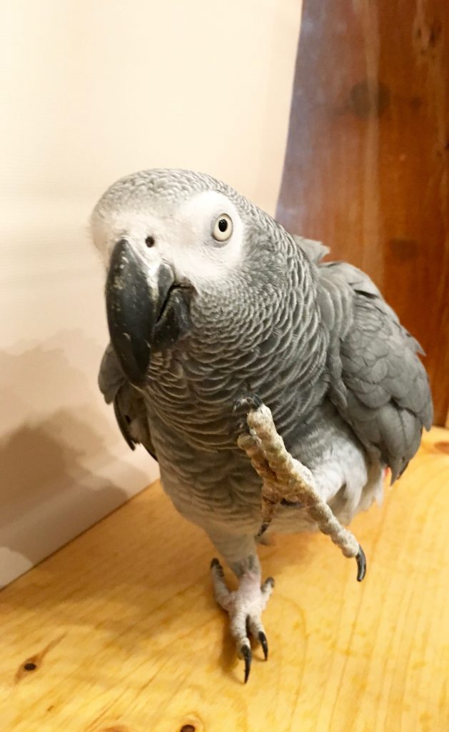 Gift Guide for Parrots and Parrot Lovers | Wolfie's Place