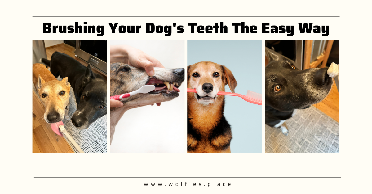 Tips for Brushing Your Dog's Teeth The Easy Way | Wolfie's Place